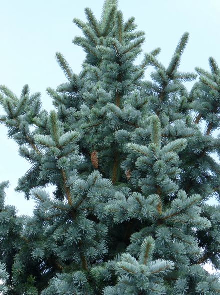 Picea pungens 'Koster' - Blauwspar | De Tuinen van Appeltern