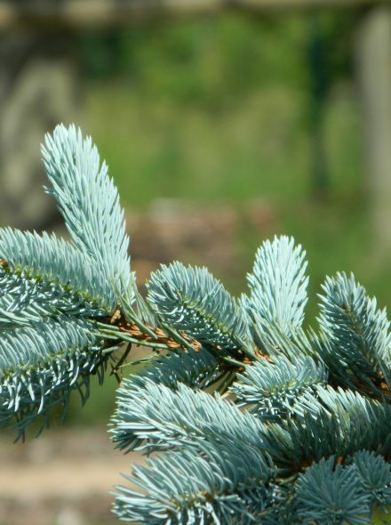 Picea pungens 'Hoopsii' - Blauwspar | De Tuinen van Appeltern