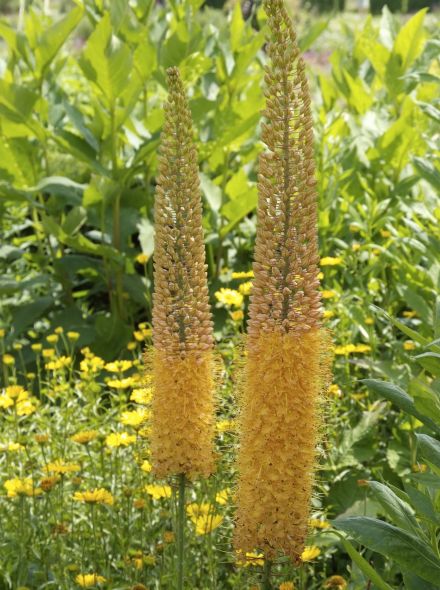 Eremurus ruiter 'Emmy Ro' - Naald van Cleopatra | De Tuinen van Appeltern