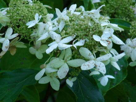 Hydrangea paniculata 'Dharuma' - Pluimhortensia | De Tuinen van Appeltern