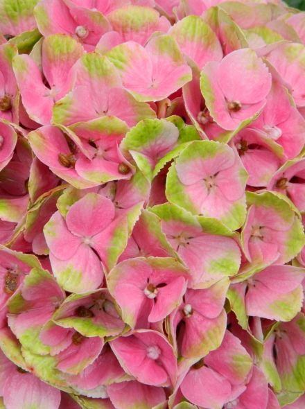 Hydrangea macrophylla 'Magical Amethyst' (='Hokomathyst ...