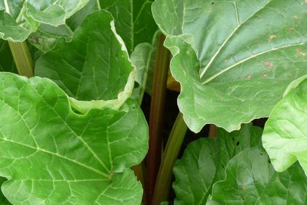 Rheum rhabarbarum - Rabarber | De Tuinen van Appeltern