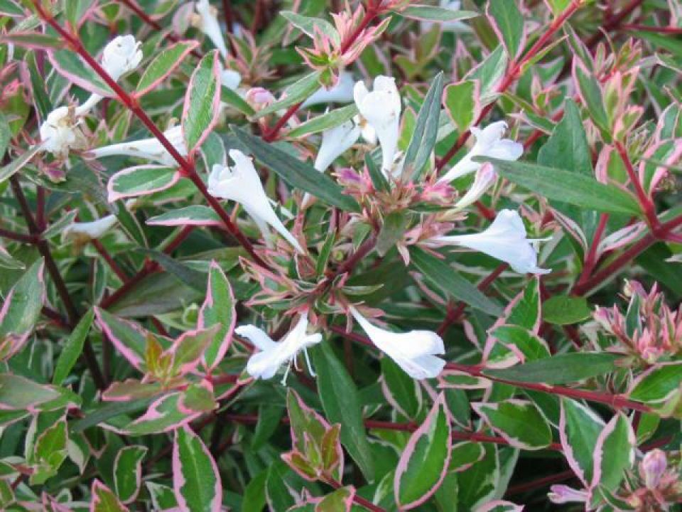 Abelia × grandiflora 'Confetti' (='Conti') - | De Tuinen van Appeltern