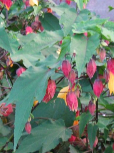 Abutilon 'Kentish Belle' - | De Tuinen van Appeltern