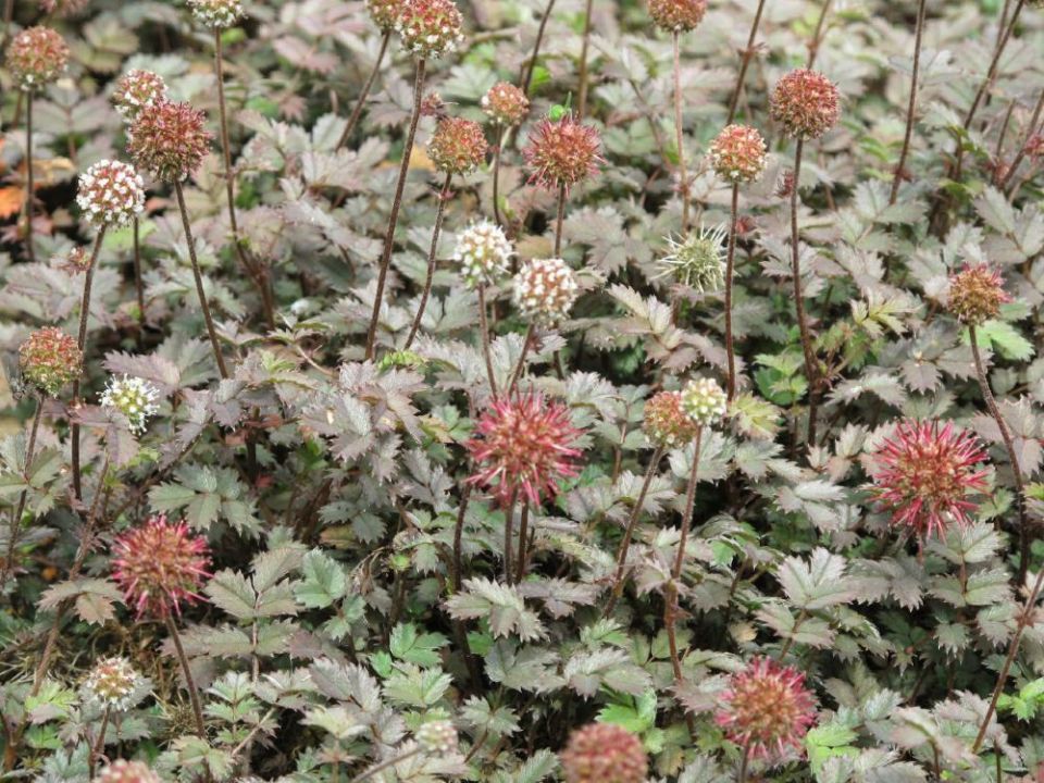 Acaena microphylla 'Kupferteppich' - Stekelnootje | De Tuinen van Appeltern