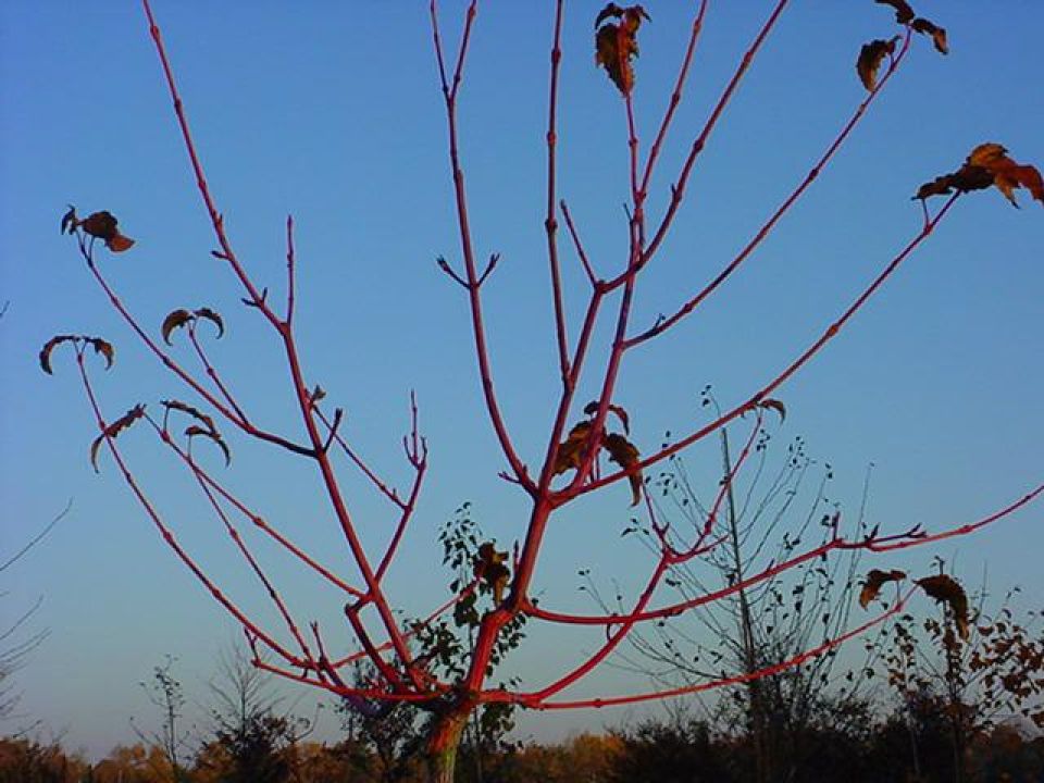 Acer × conspicuum 'Phoenix' - Slangehuid-esdoorn | De Tuinen van Appeltern
