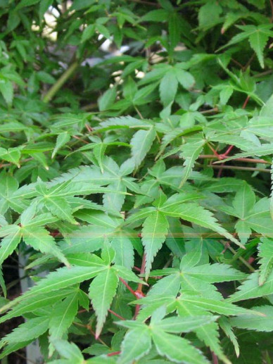 Acer palmatum 'Little Princess' - Japanse esdoorn | De Tuinen van Appeltern