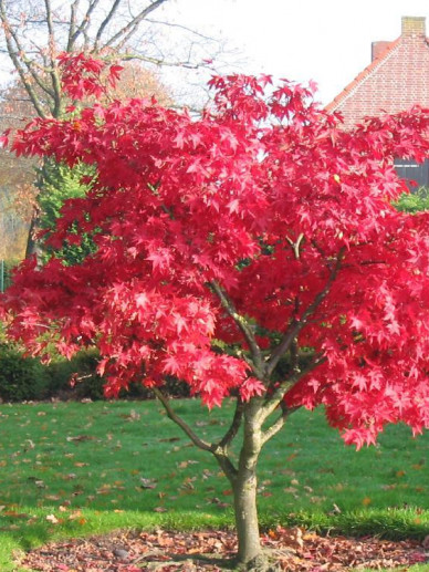 Acer palmatum 'Osakazuki' - Japanse esdoorn | De Tuinen van Appeltern
