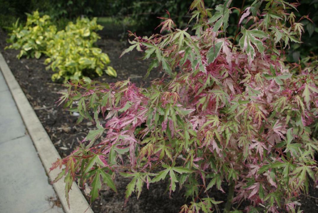 Acer palmatum 'Taylor' - Japanse esdoorn | De Tuinen van Appeltern