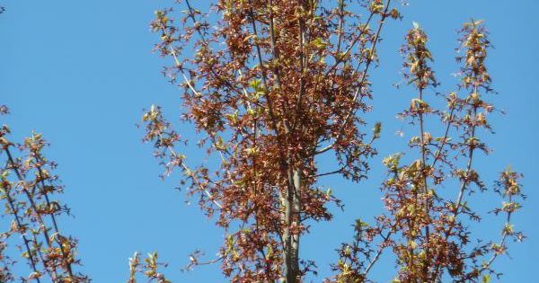 Acer rubrum 'Scanlon' - Canadese esdoorn | De Tuinen van Appeltern