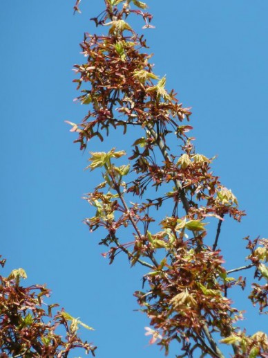 Acer rubrum 'Scanlon' - Canadese esdoorn | De Tuinen van Appeltern