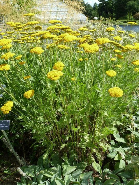 Achillea 'Coronation Gold' - Duizendblad | De Tuinen van Appeltern