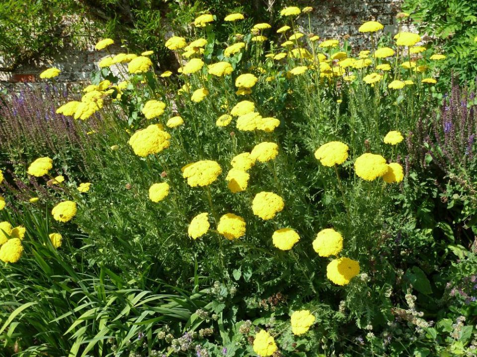 Achillea filipendulina 'Gold Plate' - Duizendblad | De Tuinen van Appeltern