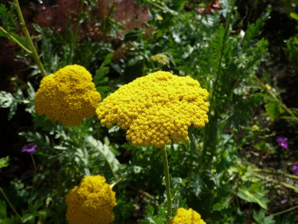 Achillea filipendulina 'Gold Plate' - Duizendblad | De Tuinen van Appeltern