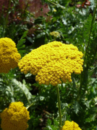 Achillea filipendulina 'Gold Plate' - Duizendblad | De Tuinen van Appeltern