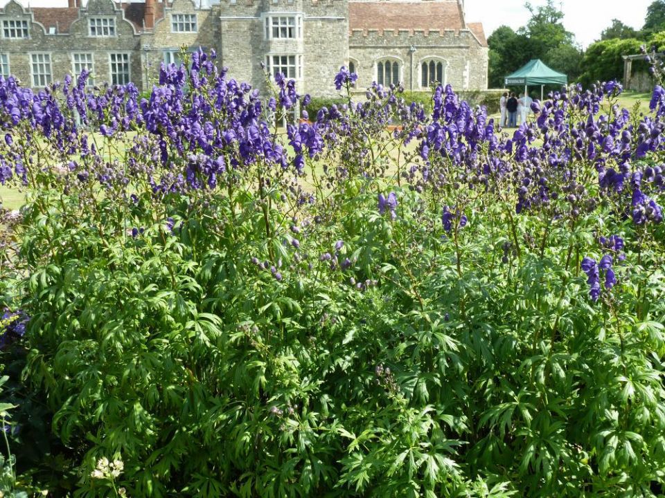 Aconitum carmichaelii 'Arendsii' - Monnikskap | De Tuinen van Appeltern