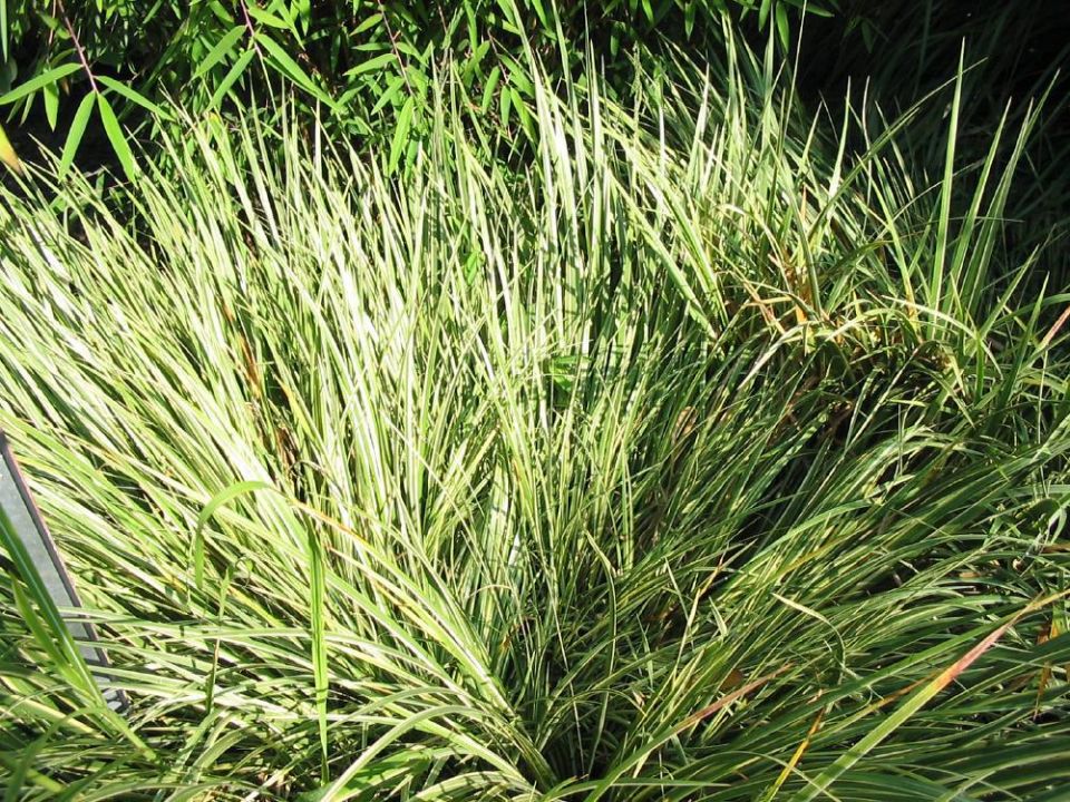 Acorus gramineus 'Variegata' - Bonte dwergkalmoes | De Tuinen van Appeltern