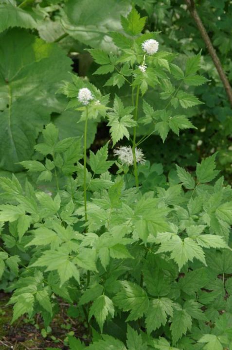 Actaea rubra - Christoffelkruid | De Tuinen van Appeltern