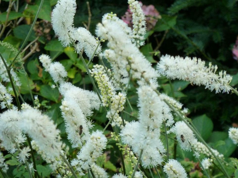 Cimicifuga simplex 'White Pearl' - Zilverkaars | De Tuinen van Appeltern