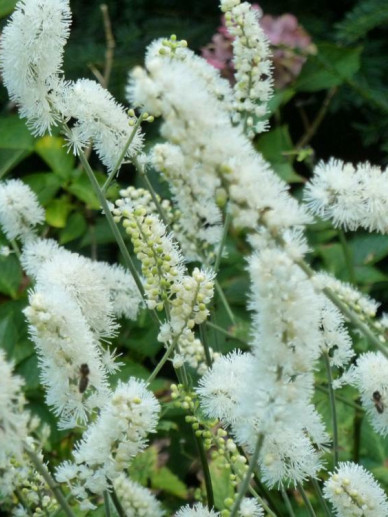 Cimicifuga simplex 'White Pearl' - Zilverkaars | De Tuinen van Appeltern