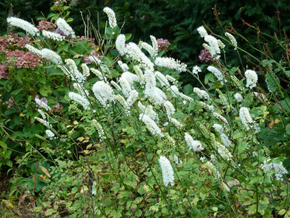 Cimicifuga simplex 'White Pearl' - Zilverkaars | De Tuinen van Appeltern