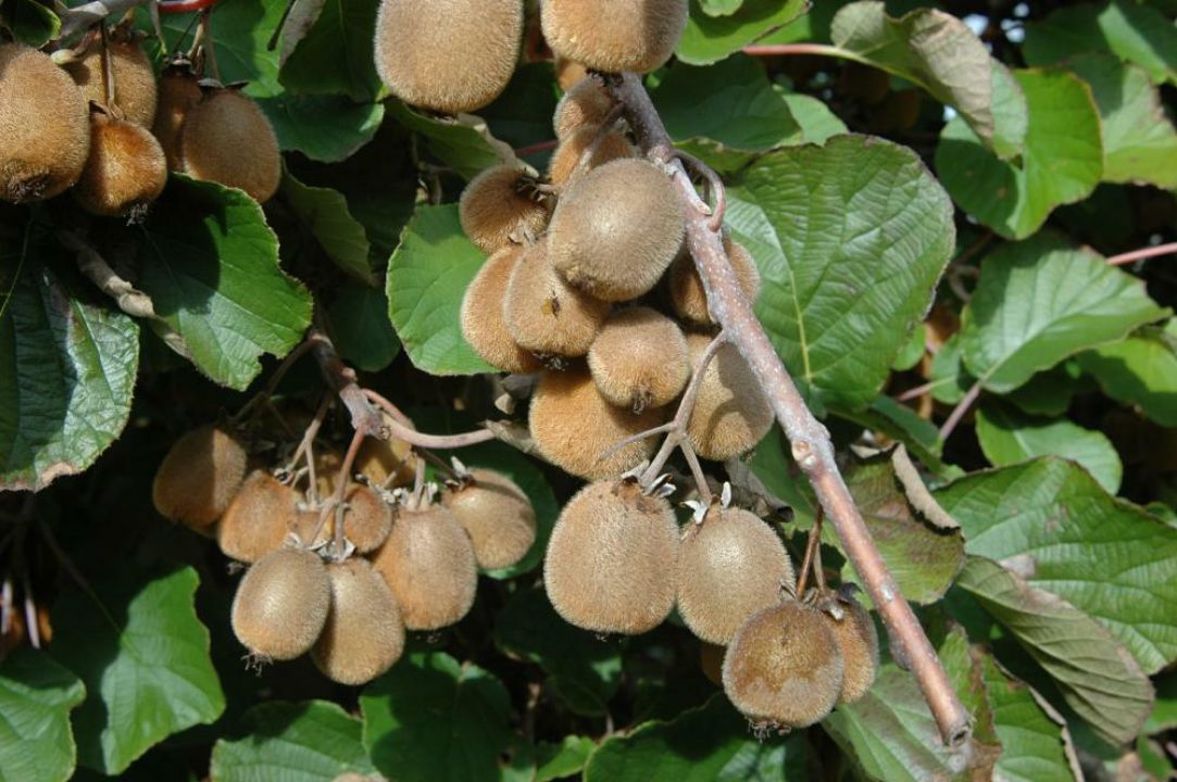 Actinidia deliciosa 'Solissimo' (='Renact') - Kiwi | De Tuinen van ...
