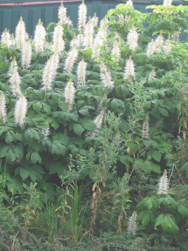 Aesculus parviflora - Herfstpaardenkastanje | De Tuinen van Appeltern