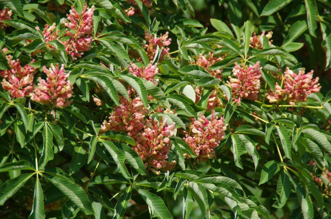 Aesculus pavia 'Koehnei' - Dwergpaardekastanje | De Tuinen van Appeltern