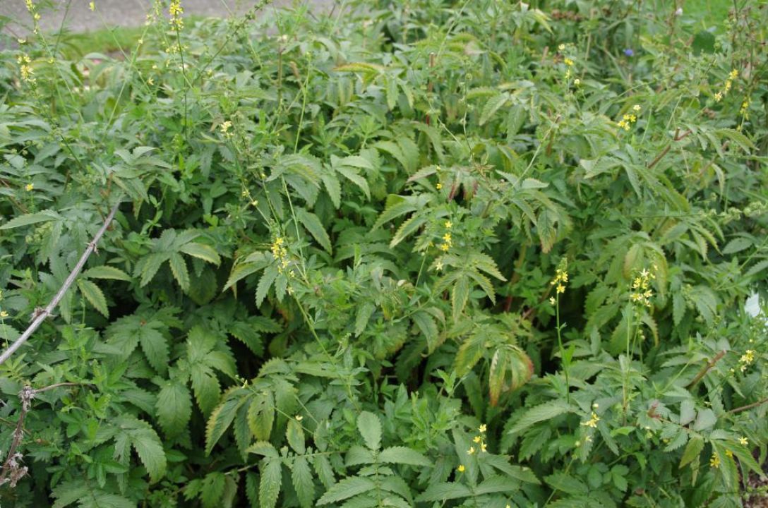 Agrimonia eupatoria - Agrimonie | De Tuinen van Appeltern
