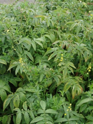Agrimonia eupatoria - Agrimonie | De Tuinen van Appeltern