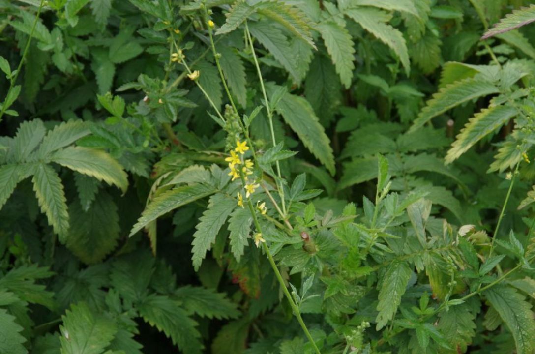 Agrimonia eupatoria - Agrimonie | De Tuinen van Appeltern