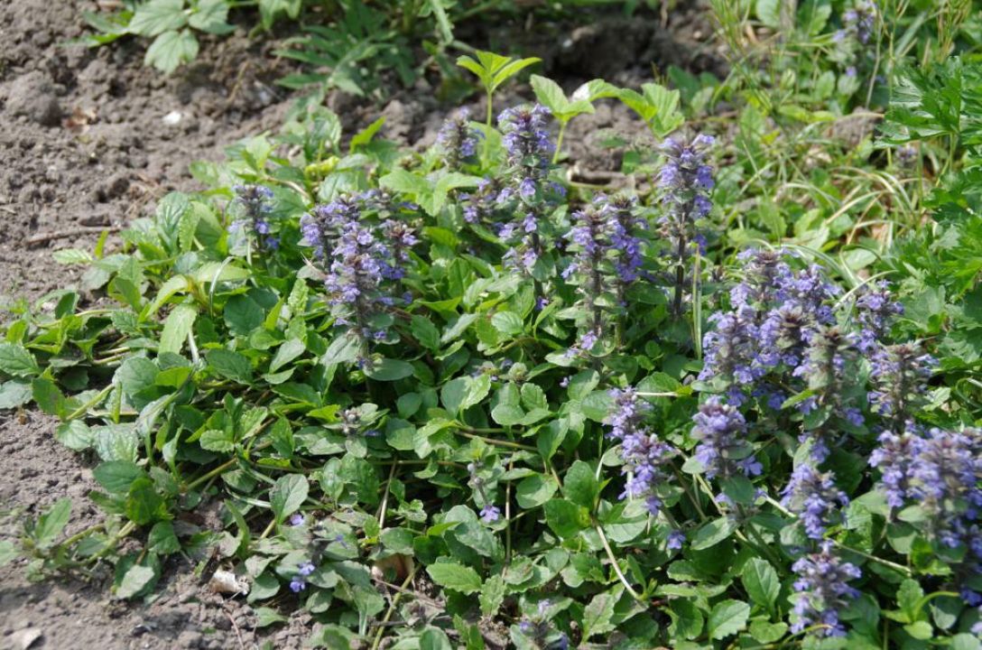 Ajuga reptans - Kruipend zenegroen | De Tuinen van Appeltern