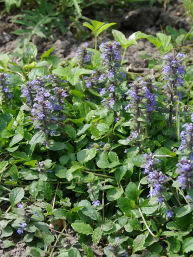 Ajuga reptans - Kruipend zenegroen | De Tuinen van Appeltern