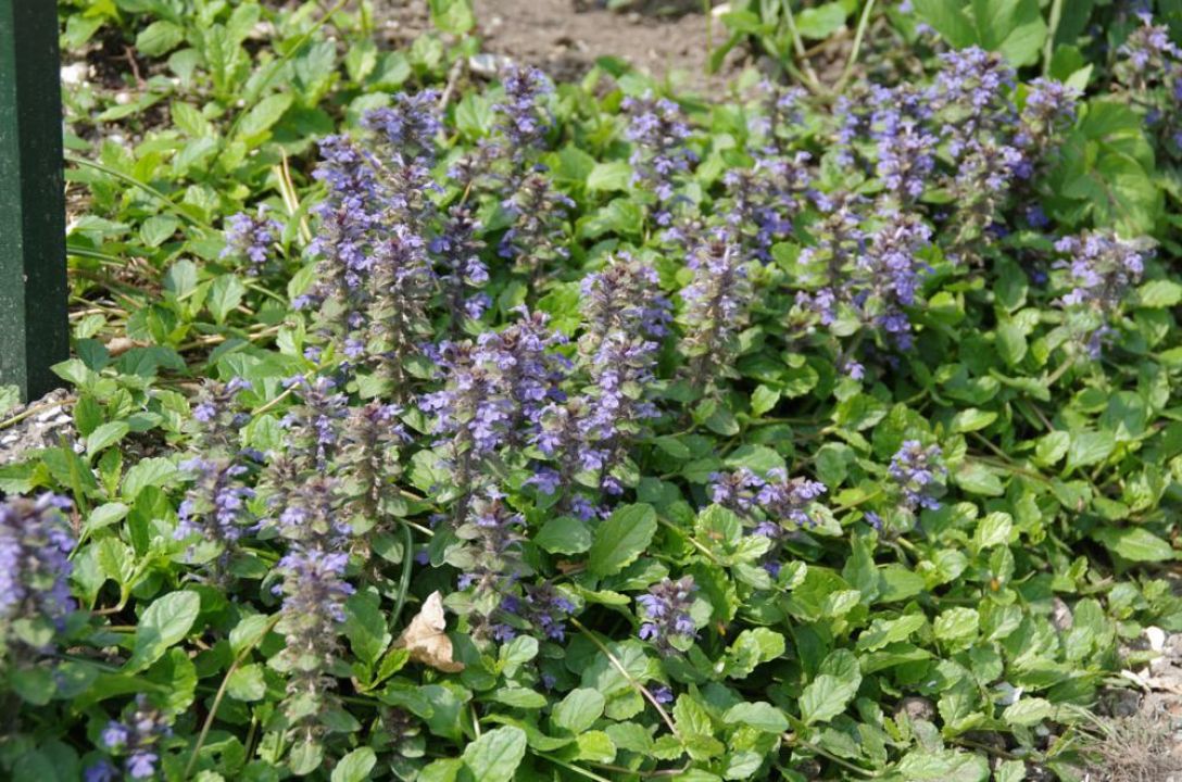 Ajuga reptans - Kruipend zenegroen | De Tuinen van Appeltern