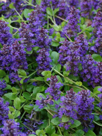 Ajuga reptans - Kruipend zenegroen | De Tuinen van Appeltern