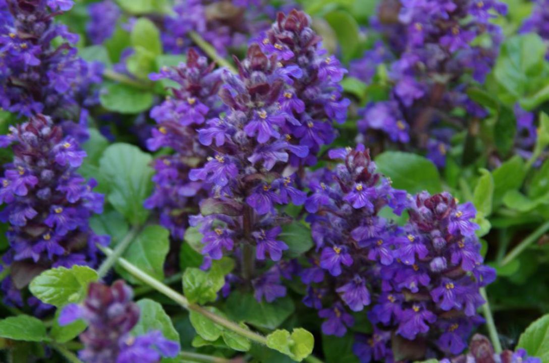 Ajuga reptans - Kruipend zenegroen | De Tuinen van Appeltern