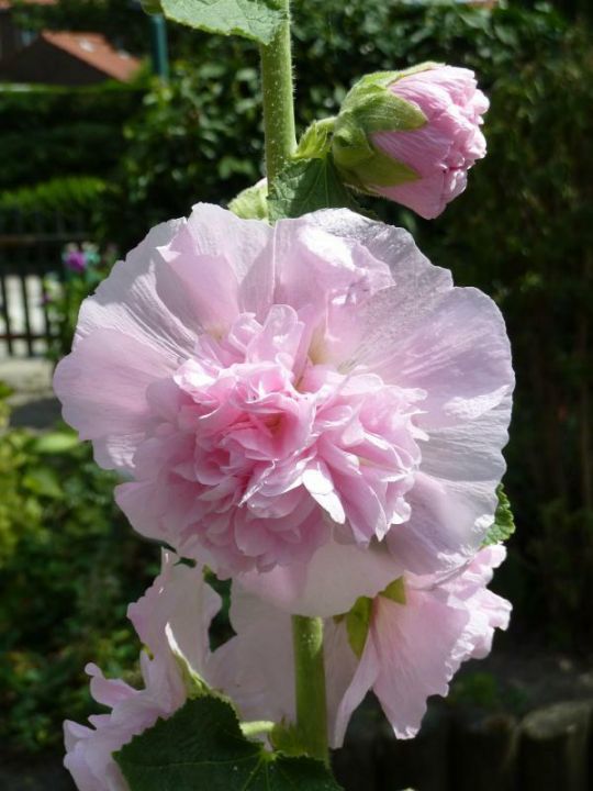 Alcea rosea 'Charters Rosa' - Stokroos | De Tuinen van Appeltern