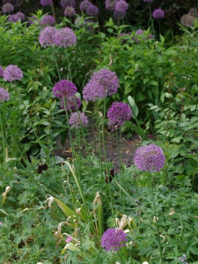 Allium aflatunense - Sierui | De Tuinen van Appeltern