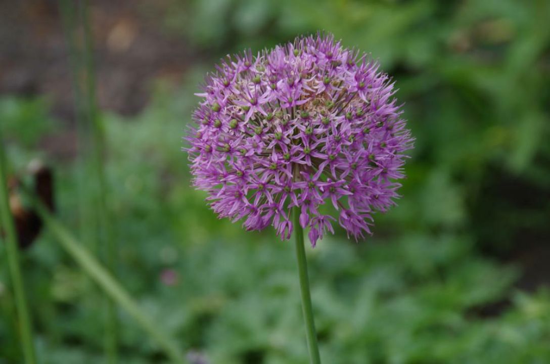 Allium aflatunense - Sierui | De Tuinen van Appeltern