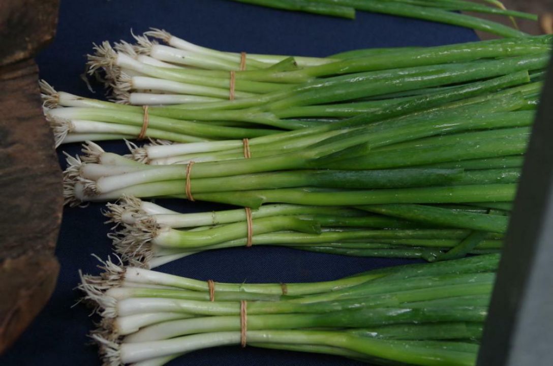 Allium fistulosum - Stengelui , Lenteui | De Tuinen van Appeltern
