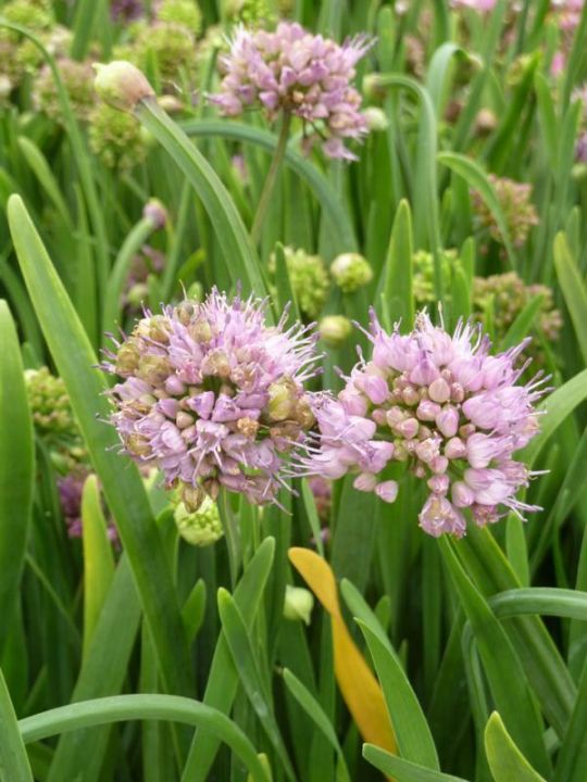 Allium senescens - Bieslook | De Tuinen van Appeltern