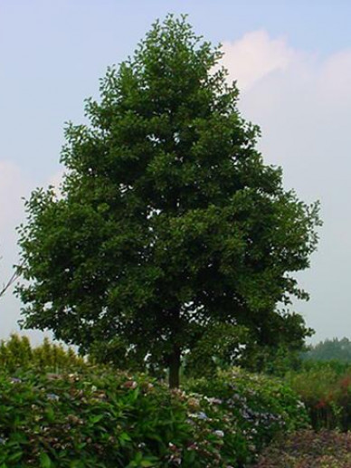 Alnus glutinosa - Zwarte els | De Tuinen van Appeltern