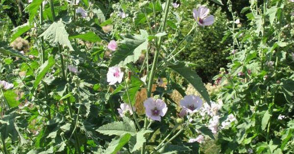 Althaea officinalis - Echte Heemst , Hoge Maluwe , Pijlstaartwortel ...