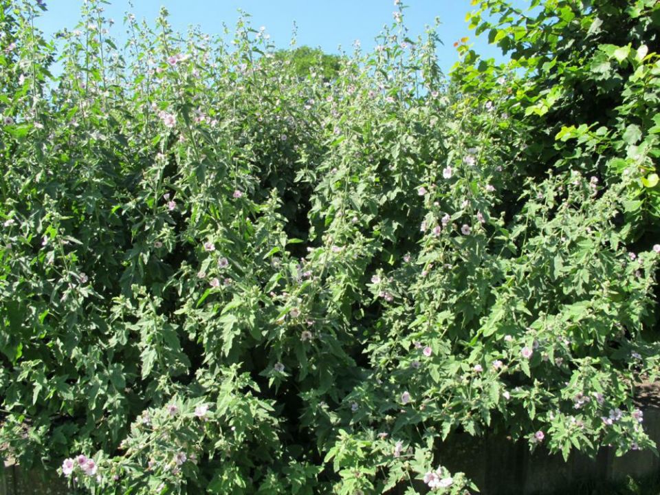 Althaea officinalis - Echte Heemst , Hoge Maluwe , Pijlstaartwortel ...