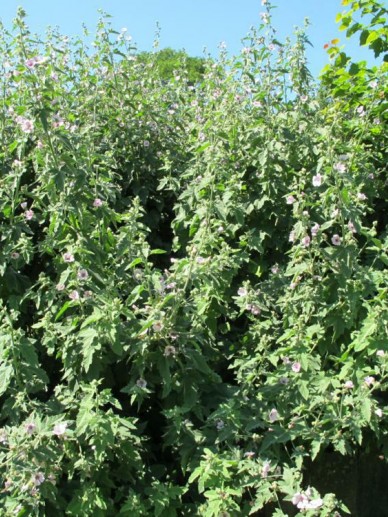 Althaea officinalis - Echte Heemst , Hoge Maluwe , Pijlstaartwortel ...