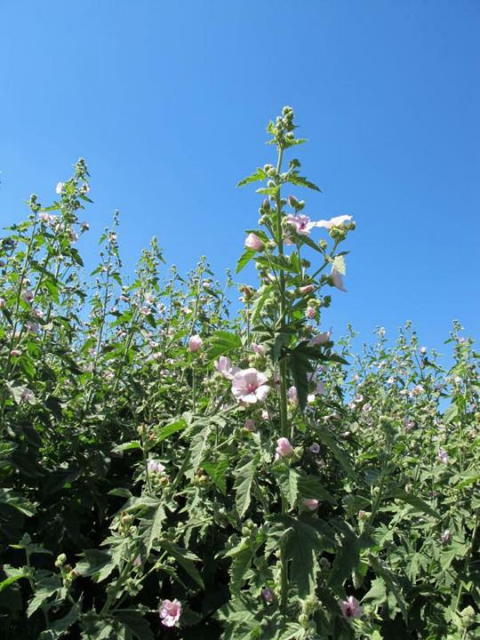 Althaea officinalis - Echte Heemst , Hoge Maluwe , Pijlstaartwortel ...