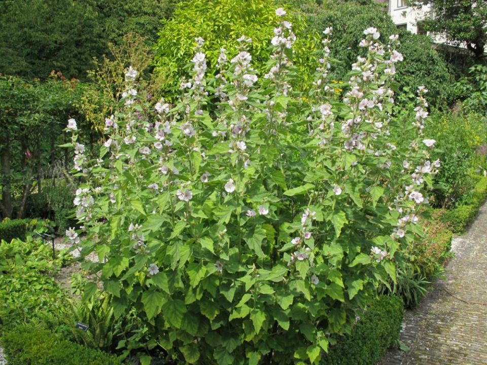 Althaea officinalis - Echte Heemst , Hoge Maluwe , Pijlstaartwortel ...