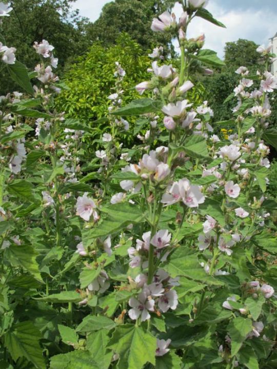 Althaea officinalis - Echte Heemst , Hoge Maluwe , Pijlstaartwortel ...