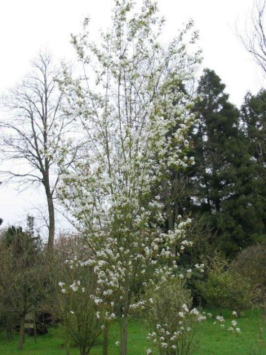 Amelanchier arborea 'Robin Hill' - Krentenboompje | De Tuinen van Appeltern