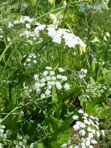 Ammi majus - Groot akkerscherm , Witte kantbloem , Witte dille | De ...